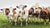 Preventing and Managing Foot Rot in Cattle & Livestock