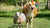 Ticks Plus Natural Tick Repellent for Livestock