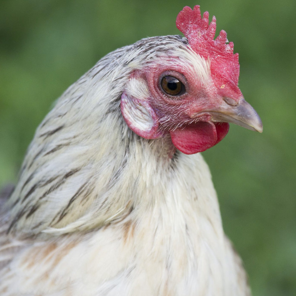 Apoplexy - Collapse for birds & chickens - Hippo Health