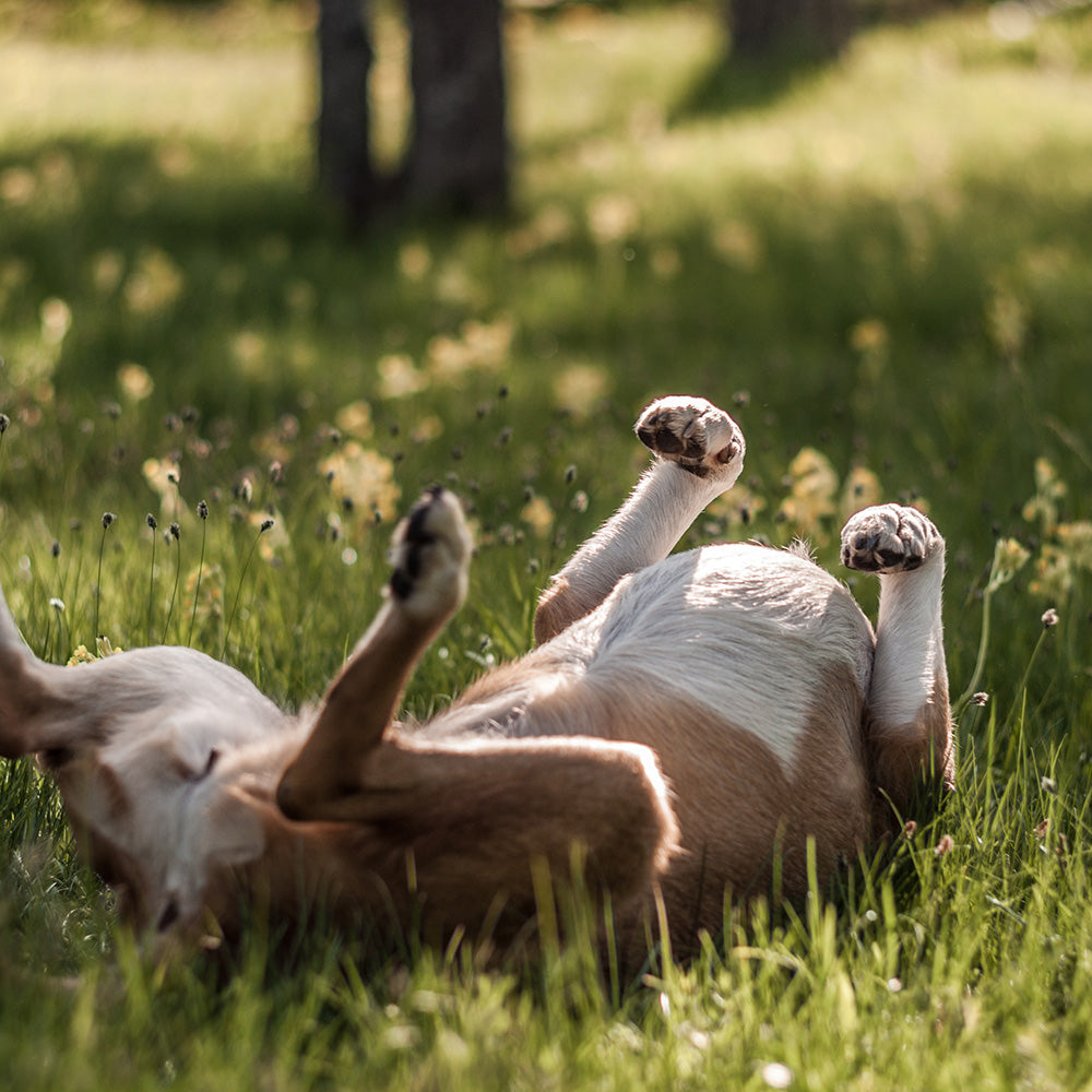 BioPet Range | Natural remedies for cats, dogs, rabbits and pets ...