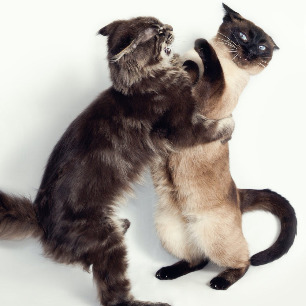 Bullying Plus | Formulated for overly dominant Cats & Dogs - Hippo Health