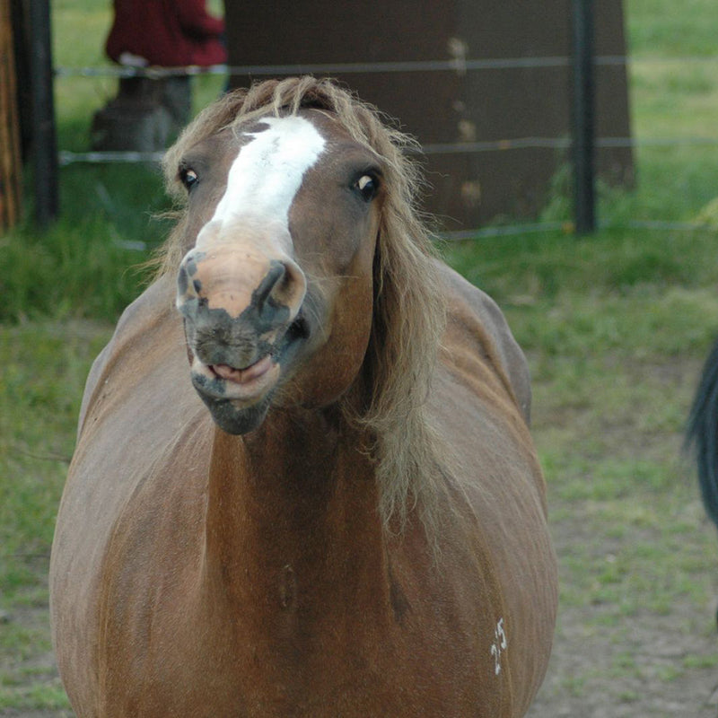 Mares Plus - For Mood Support when a Mare is in Season - Hippo Health